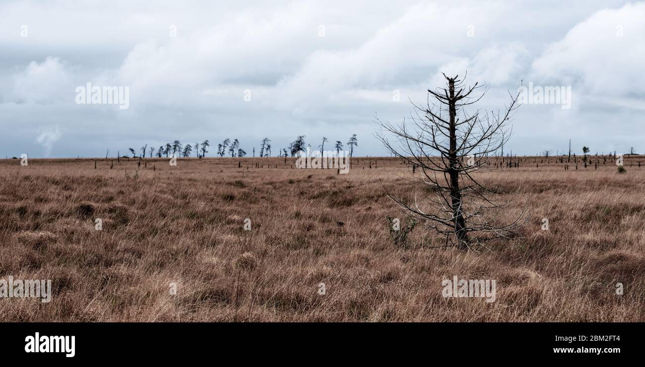 Moorland landscape of the High Fens in autumn, Belgium Stock Photo - Alamy