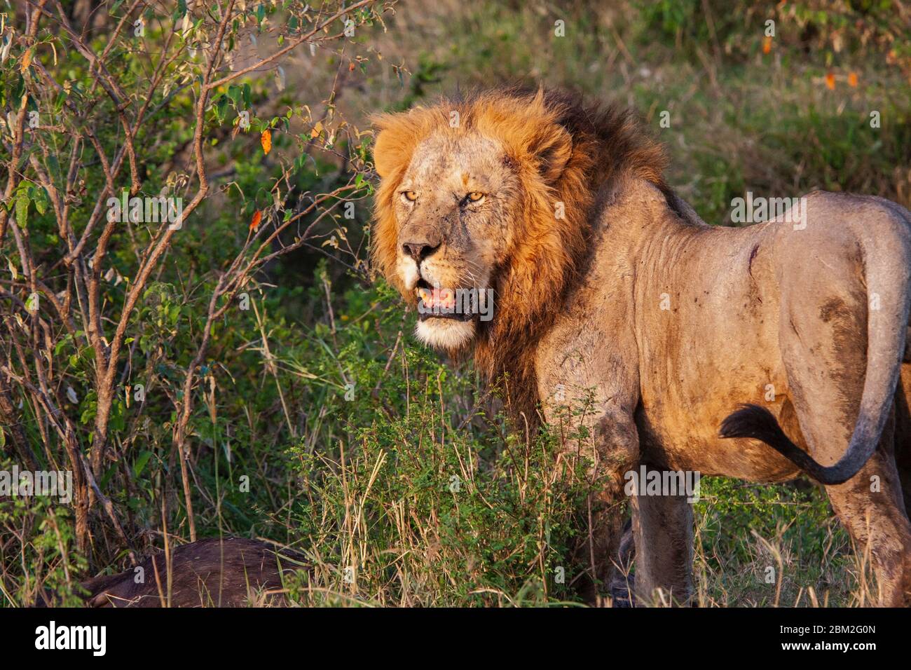 Elderly Male lion in the wild Stock Photo - Alamy