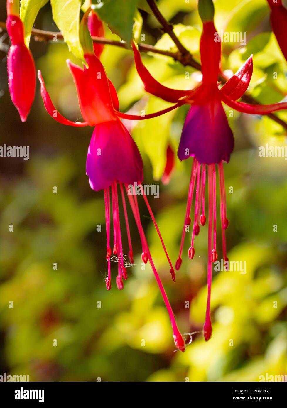 Fuchsia dollar princess hi-res stock photography and images - Alamy