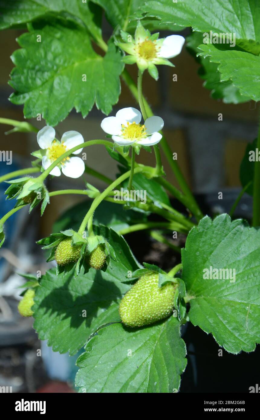 Strawberry plant with flowers in bloom and some flowers tat have ...