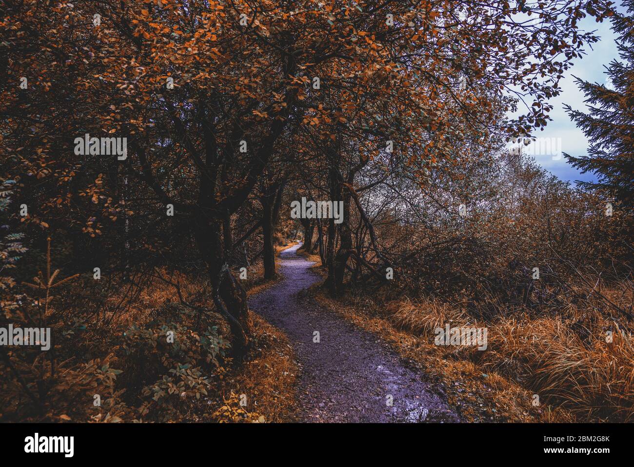 Swamp path in forest hi-res stock photography and images - Alamy