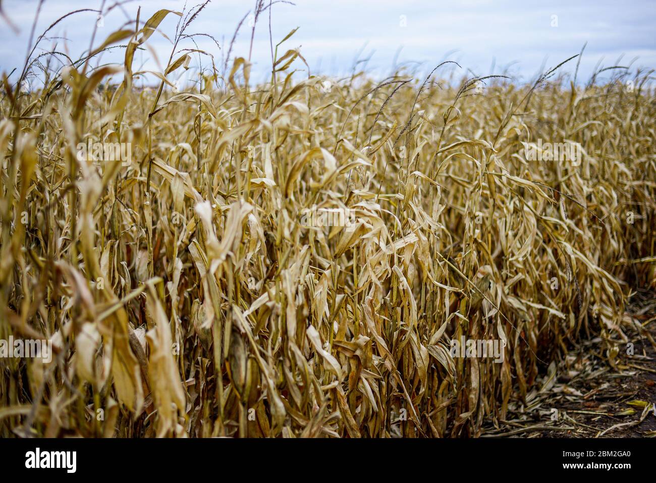 Dry Corn maize ready for harvesting in the Autumn Stock Photo - Alamy