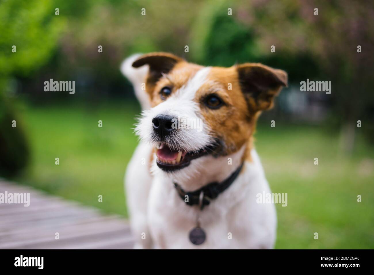 Jack Russell Terrier walking in the park. Happy dog. Selective focus ...