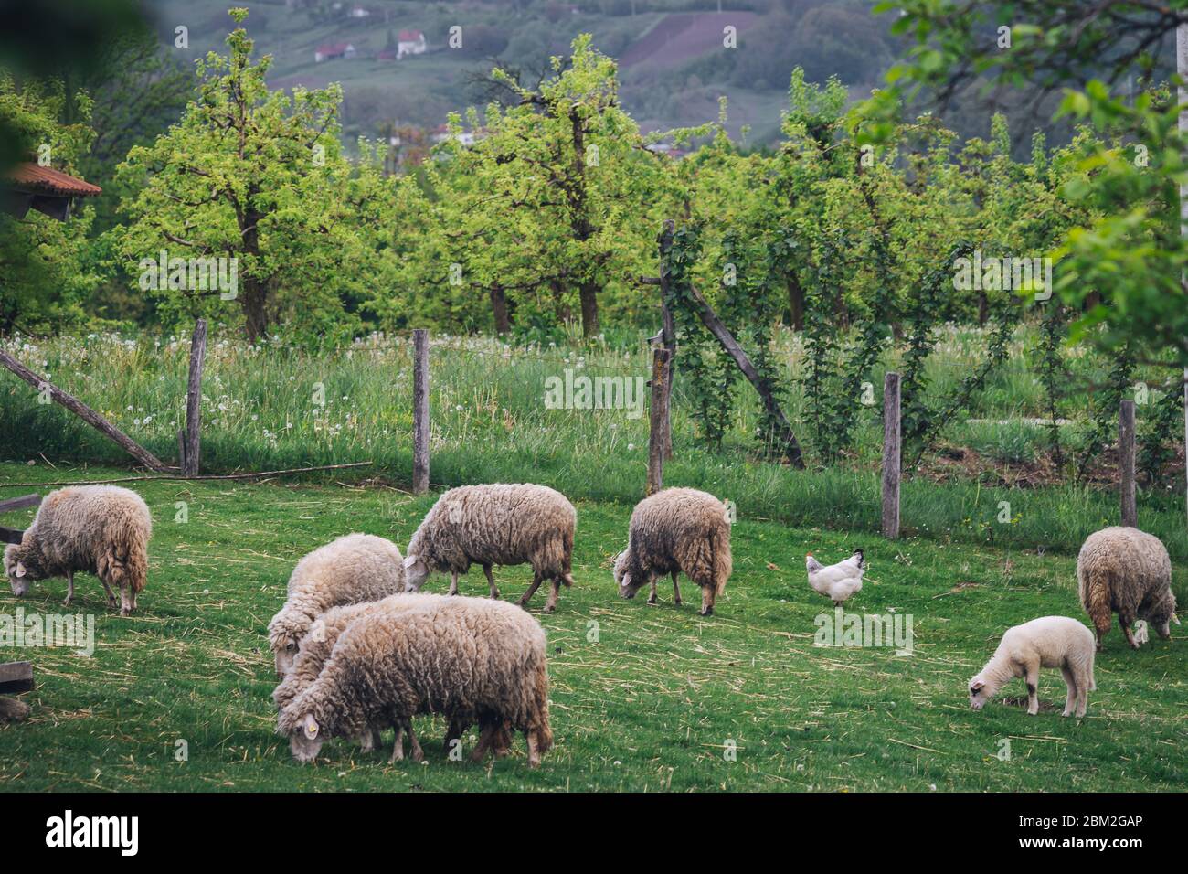 Herd of sheep on the farm Stock Photo - Alamy