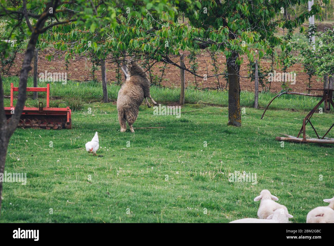 Sheep on back legs eating leaves from the tree Stock Photo - Alamy