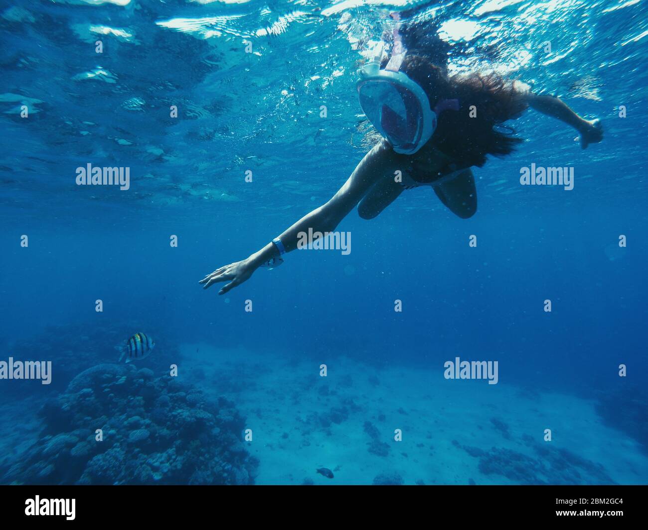 Young woman swims in the sea with fish Stock Photo - Alamy