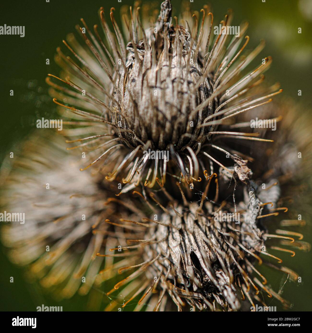 A Close up of a dried burdock blossom Stock Photo - Alamy