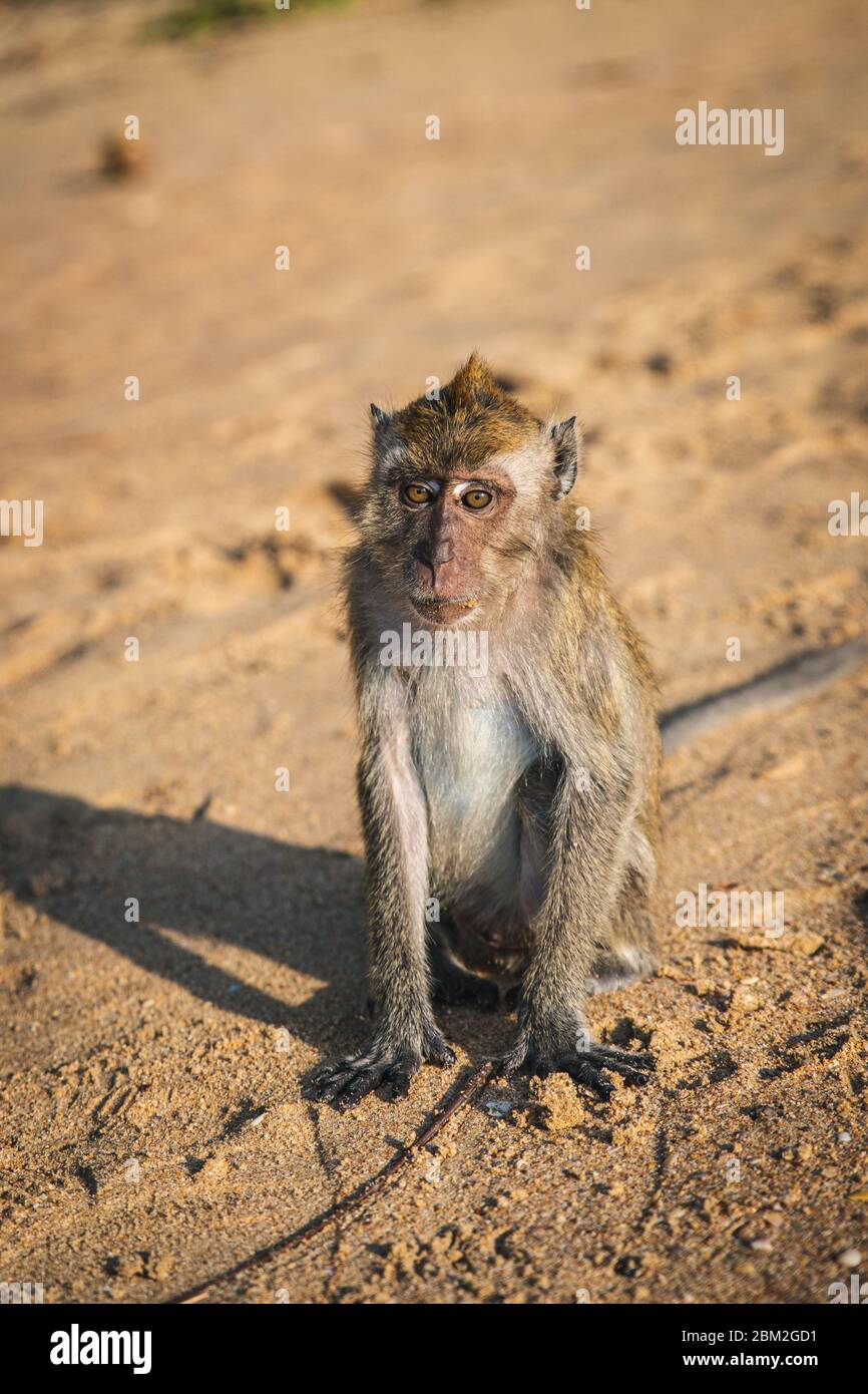 Monkey on the beach hi-res stock photography and images - Alamy