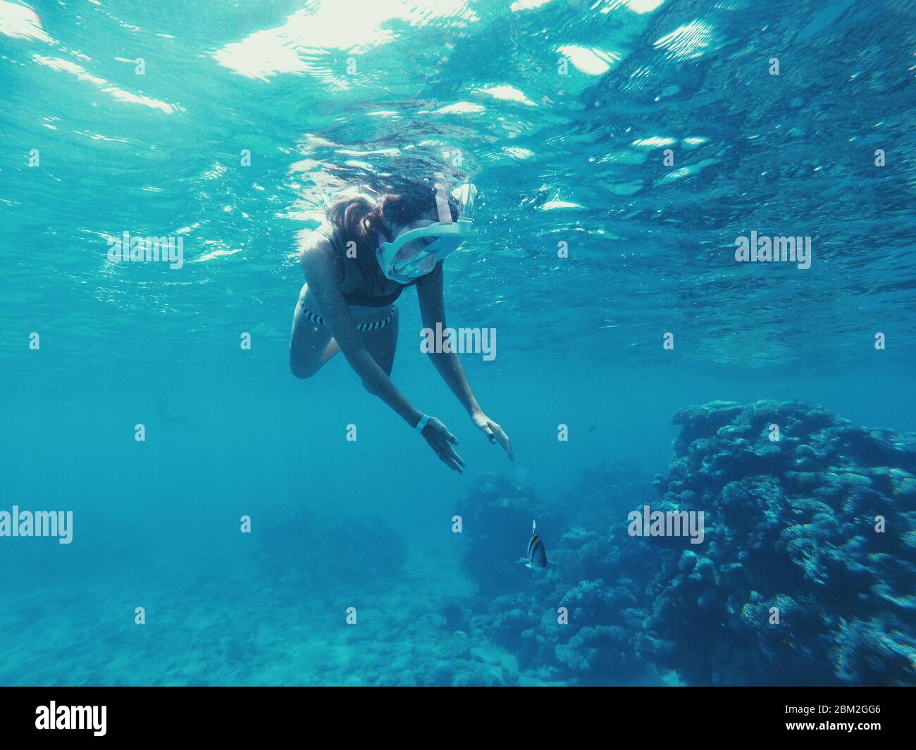 Person swimming fish hi-res stock photography and images - Alamy