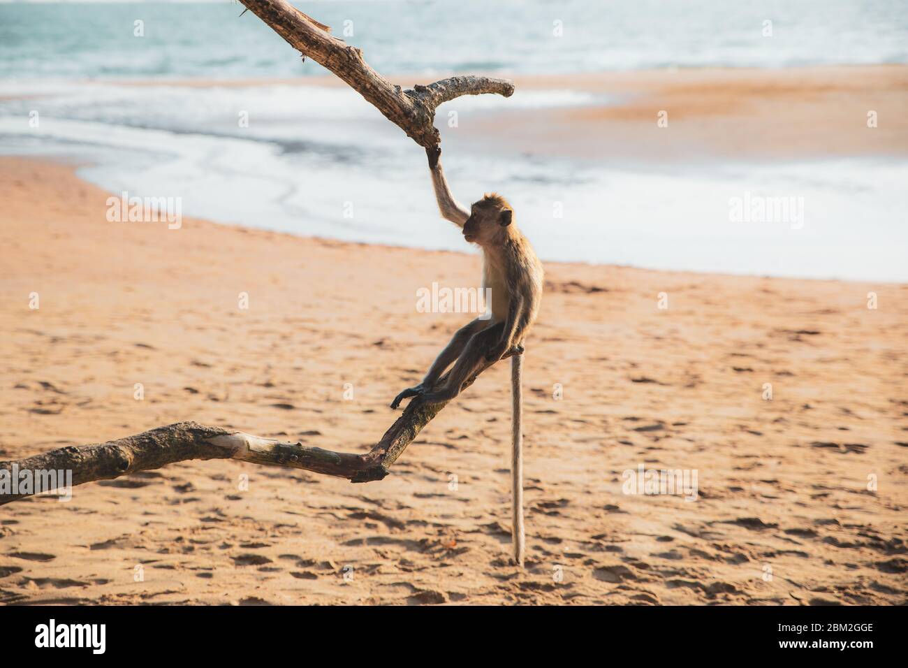 Monkey on the beach hi-res stock photography and images - Alamy