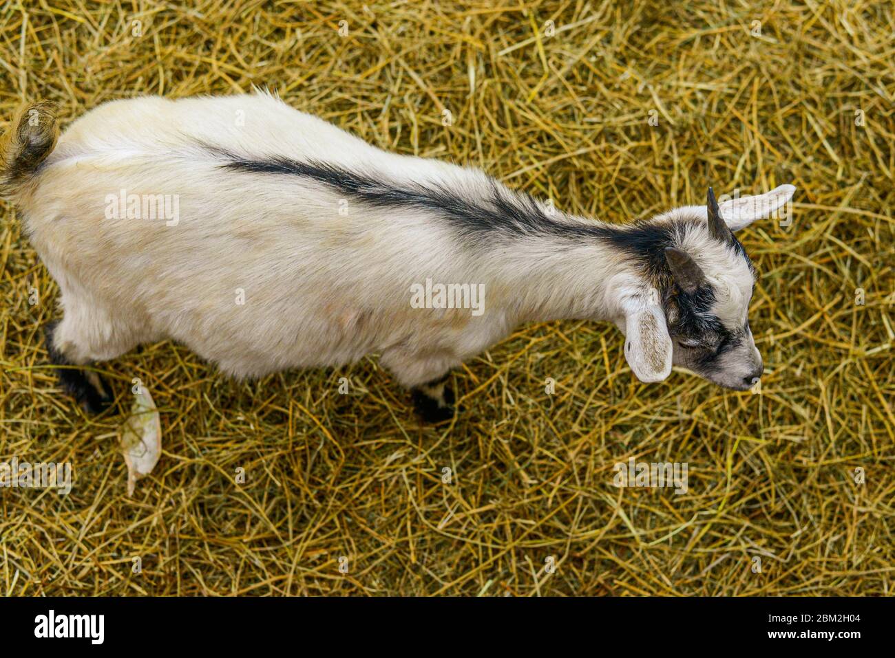 The back of a Baby goat at petting zoo Stock Photo - Alamy