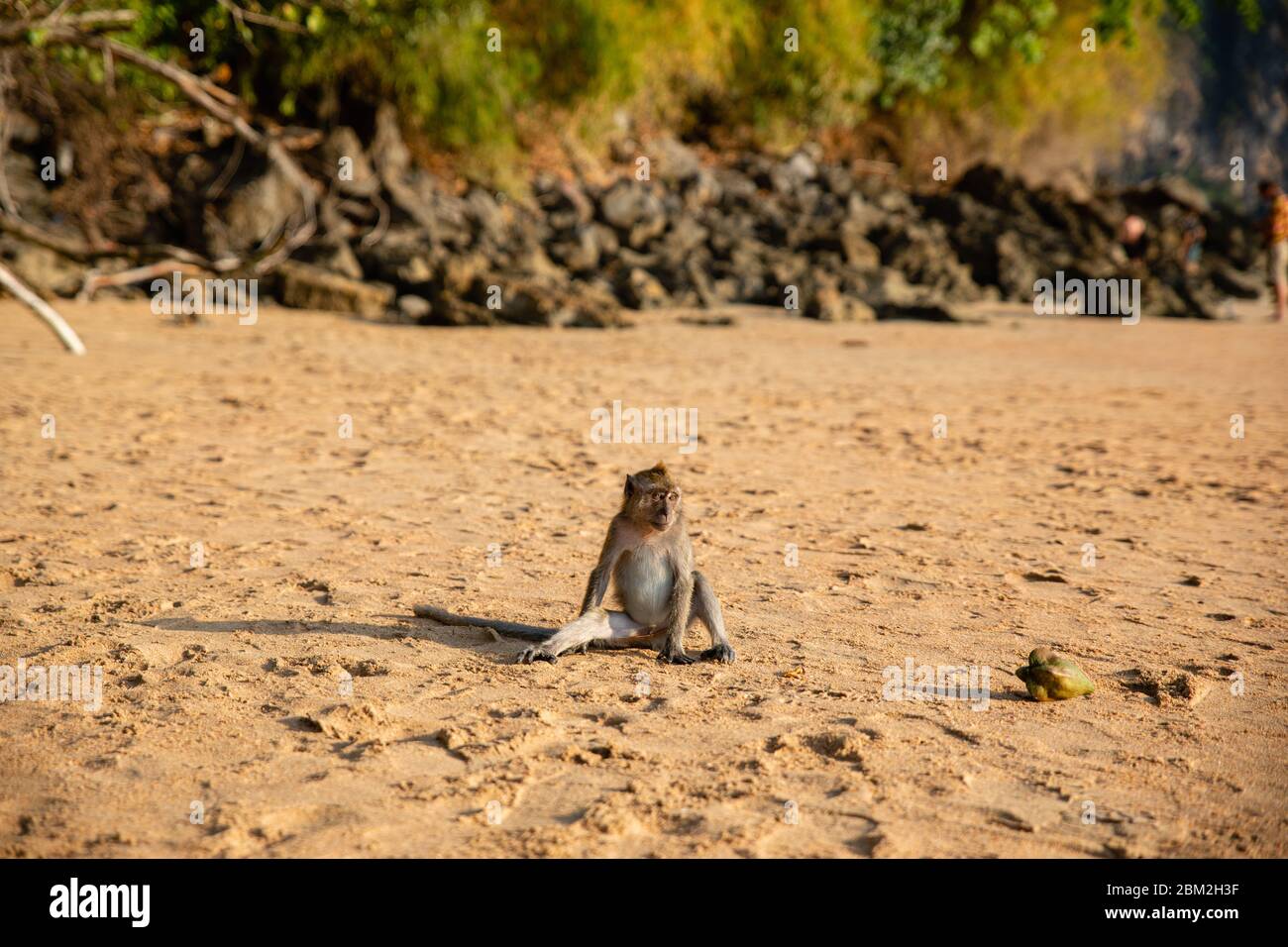 Small brown monkey on sandy beach in Krabi province, Thailand Stock ...