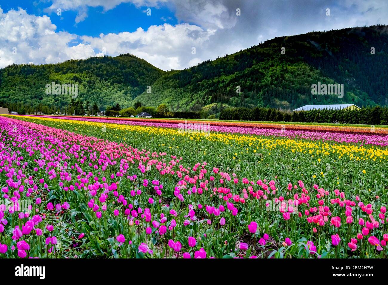 Tulip fields, Abbotsford, British Columbia, Canada Stock Photo - Alamy