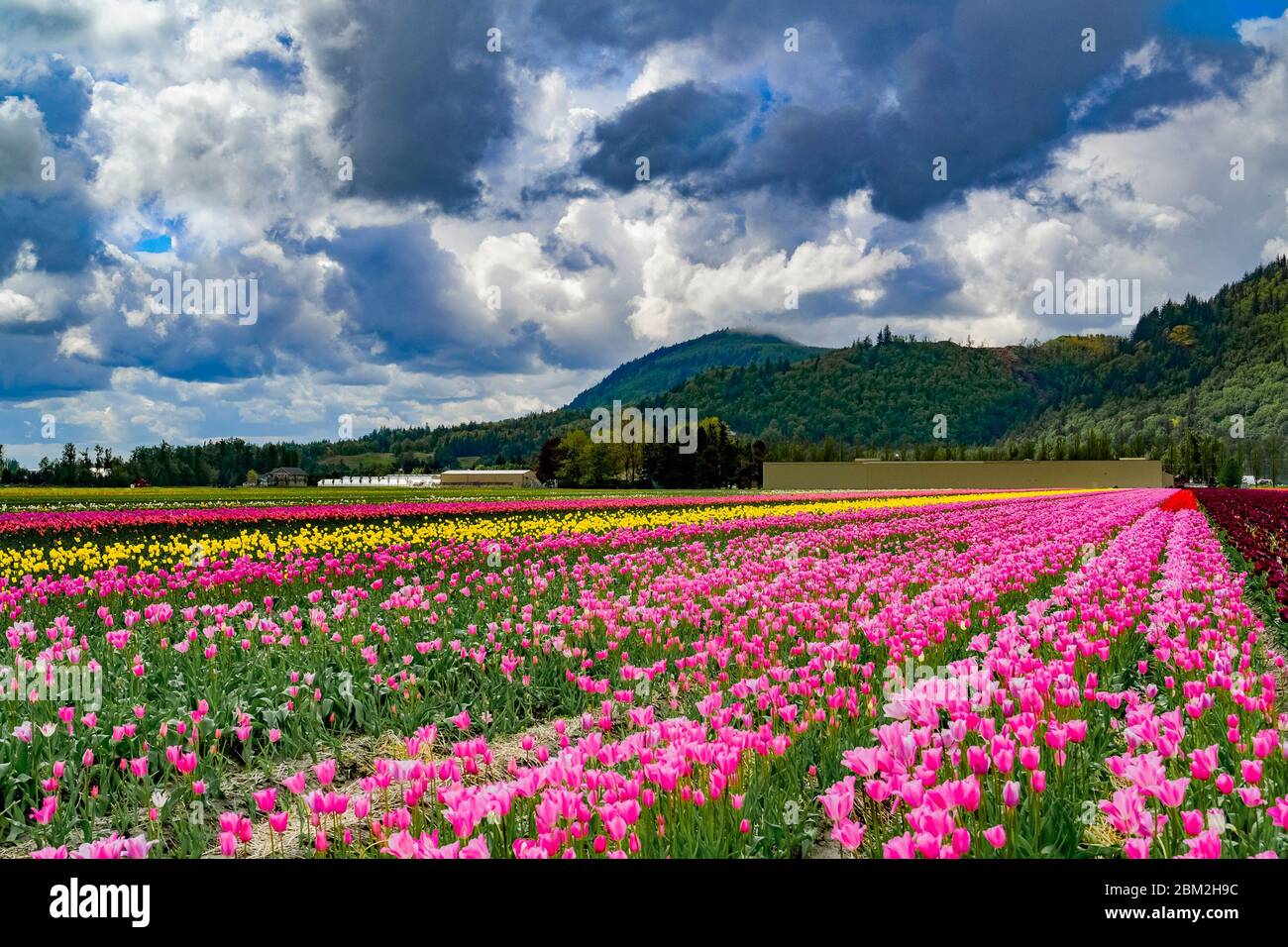 Tulip fields, Abbotsford, British Columbia, Canada Stock Photo - Alamy