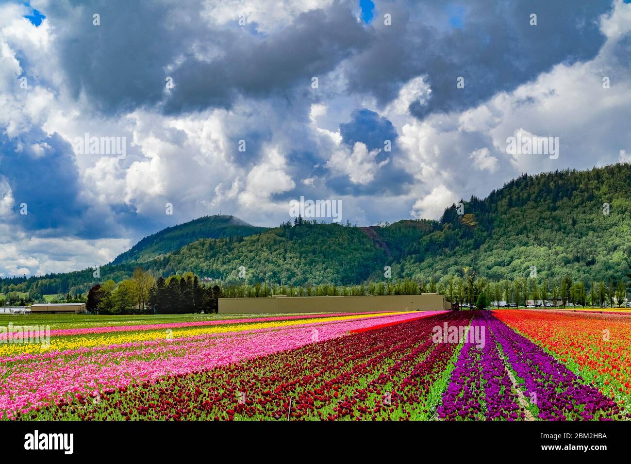 British tulip farm hi-res stock photography and images - Alamy