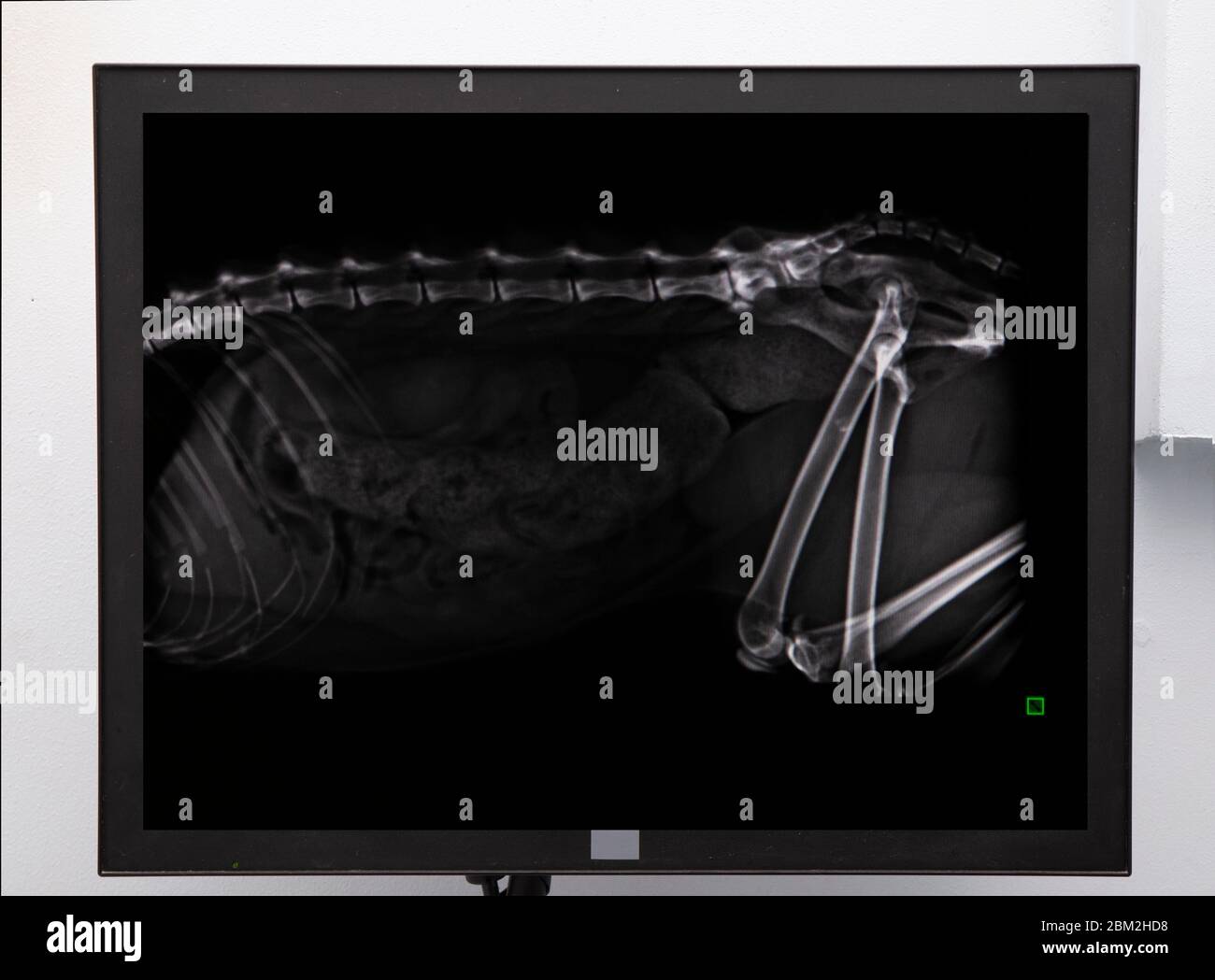 Xray of a animal the cat hi-res stock photography and images - Alamy