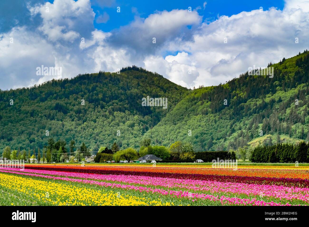 British tulip farm hi-res stock photography and images - Alamy