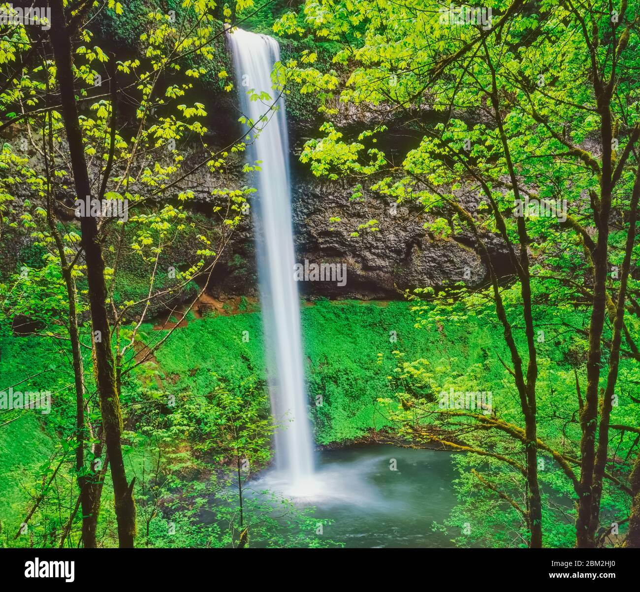 Forest scene in silver falls state park hi-res stock photography and ...