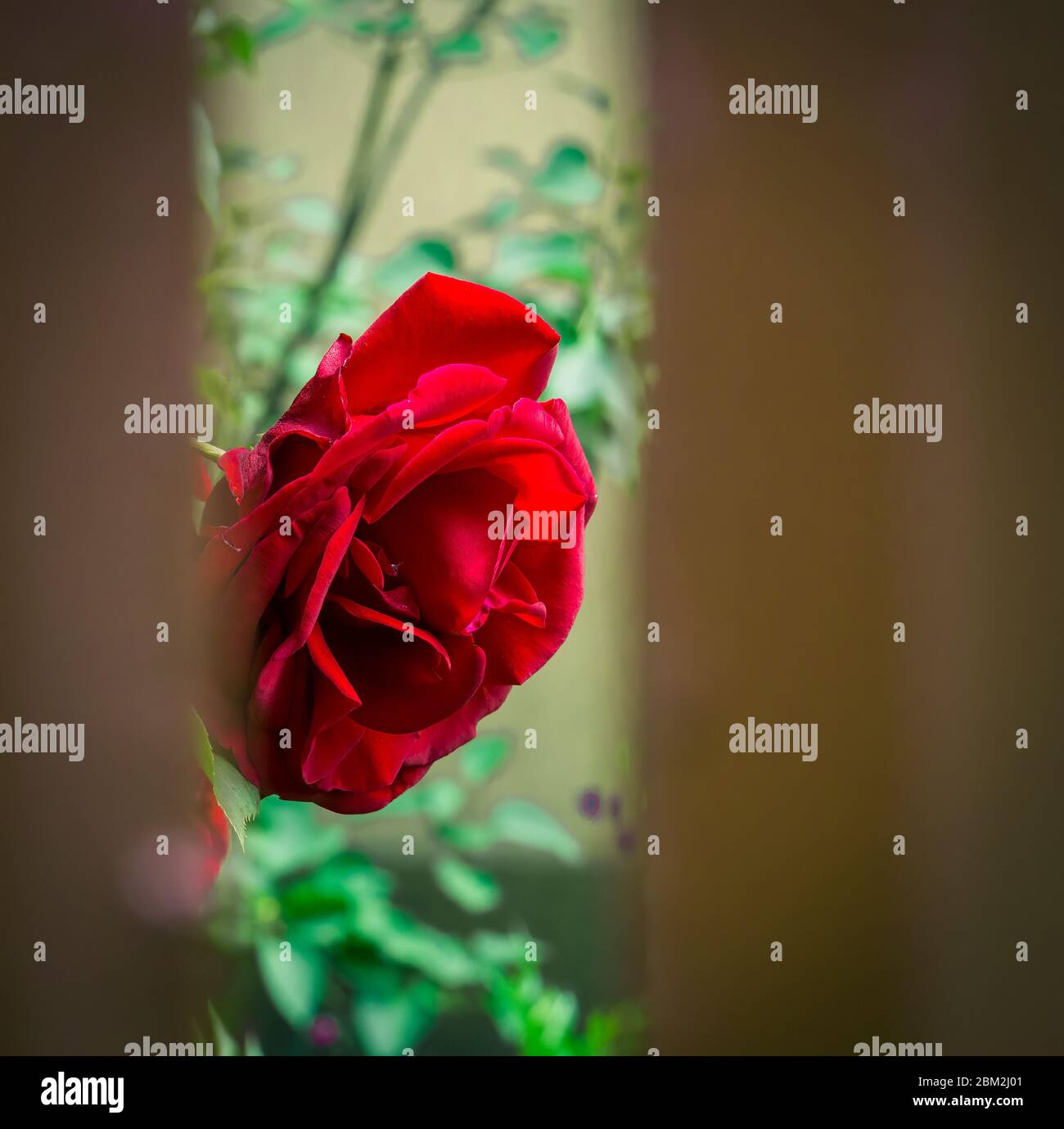 Seen through petals hi-res stock photography and images - Alamy