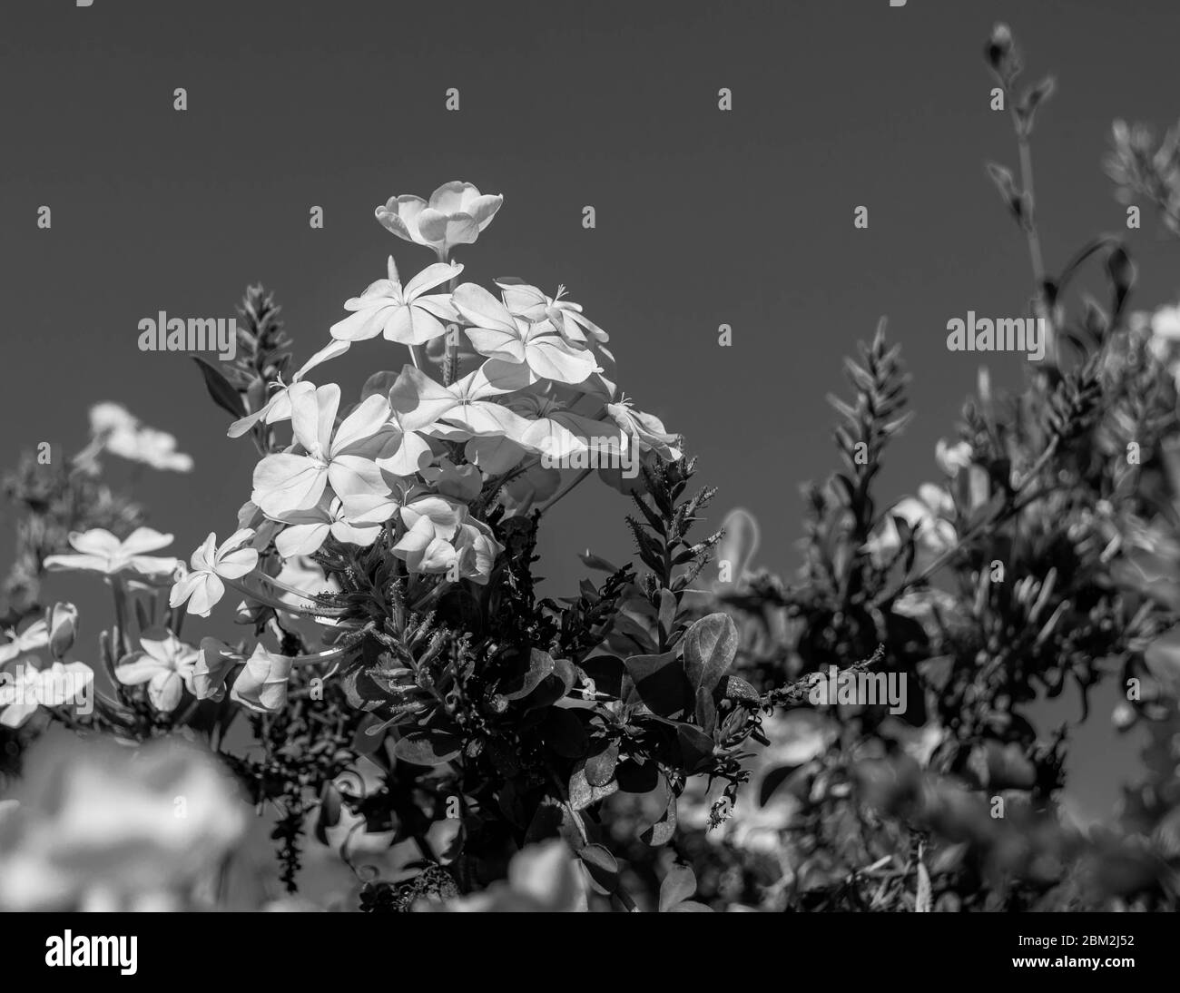 Flowering spring flower Black and White Stock Photos & Images - Alamy