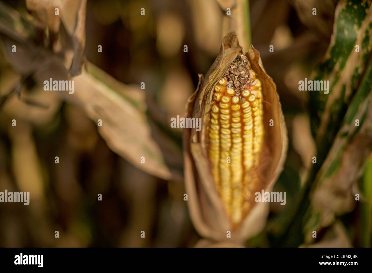 Fresh ear of Corn ready for harvest Stock Photo - Alamy