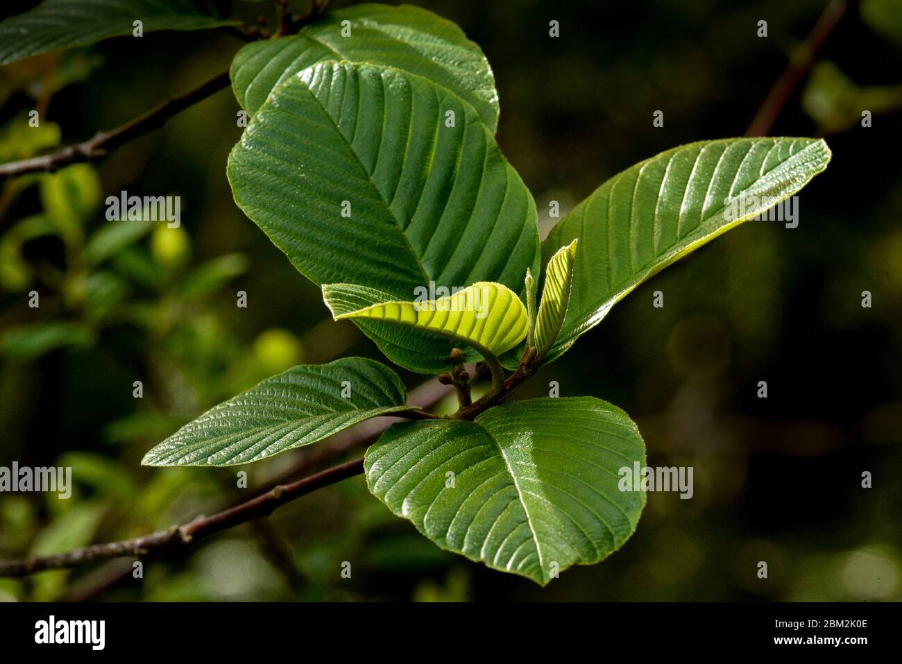 Cascara hi-res stock photography and images - Alamy