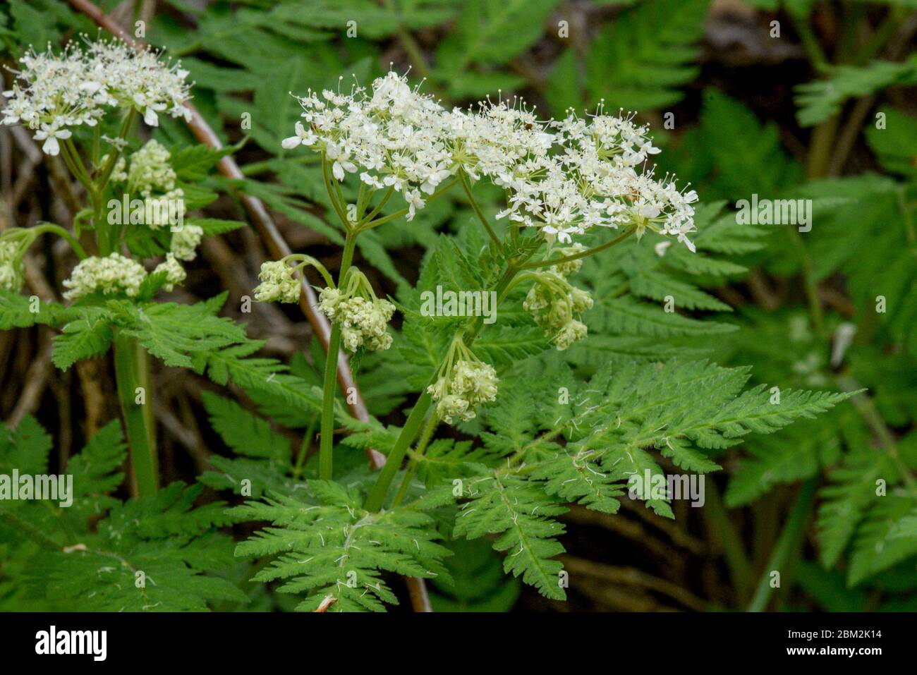 Conium maculatum, poison hemlock, Grouse Mountain, North Vancouver ...