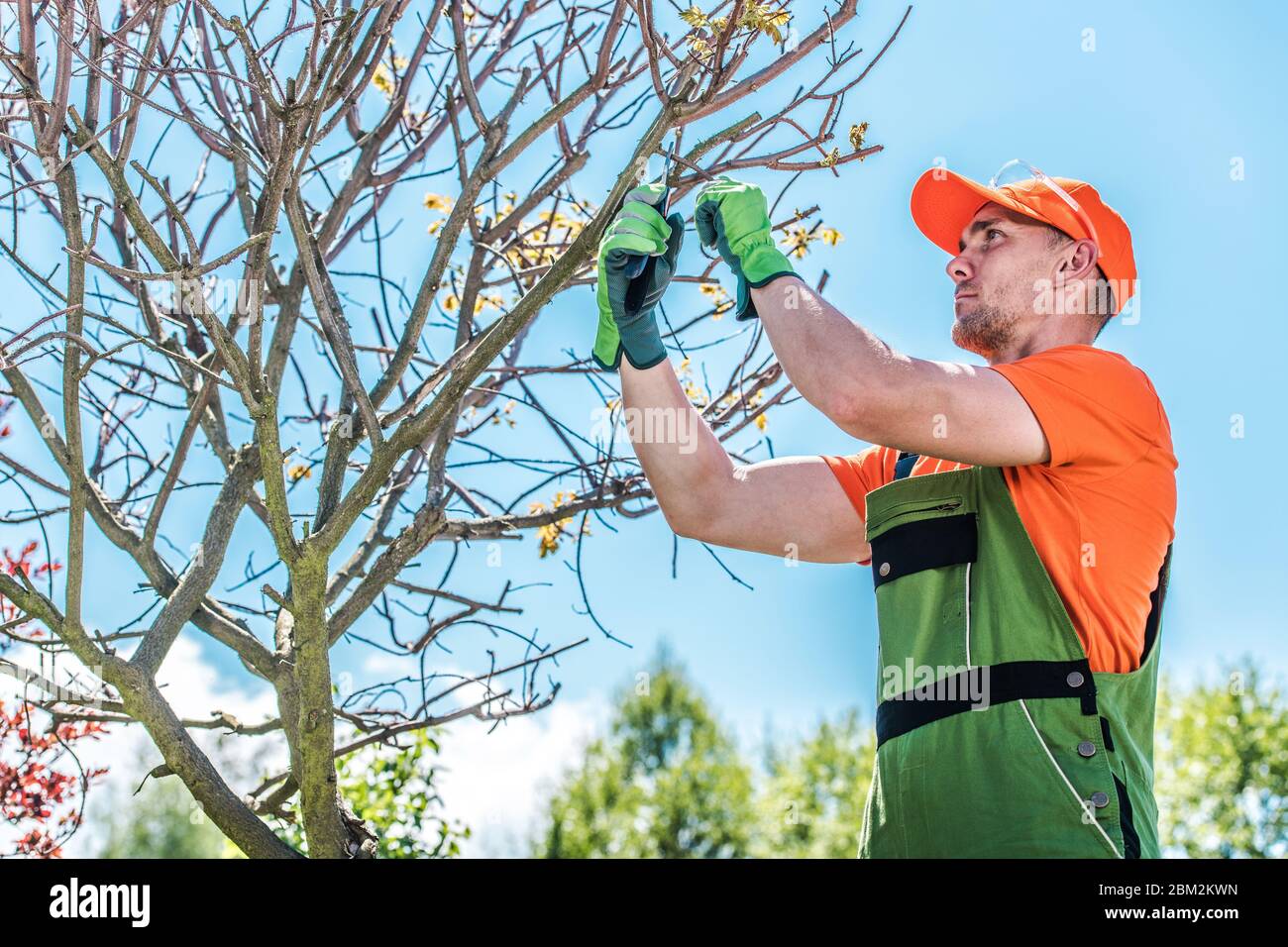 Male Gardener Trimming Shaping And Pruning Tree By Cutting Small Twigs ...