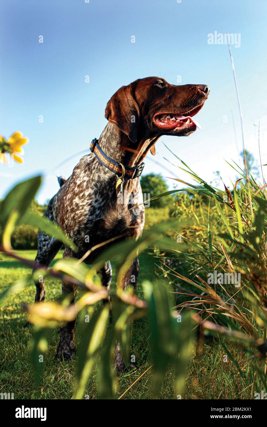 A young hunting dog in the field Stock Photo - Alamy