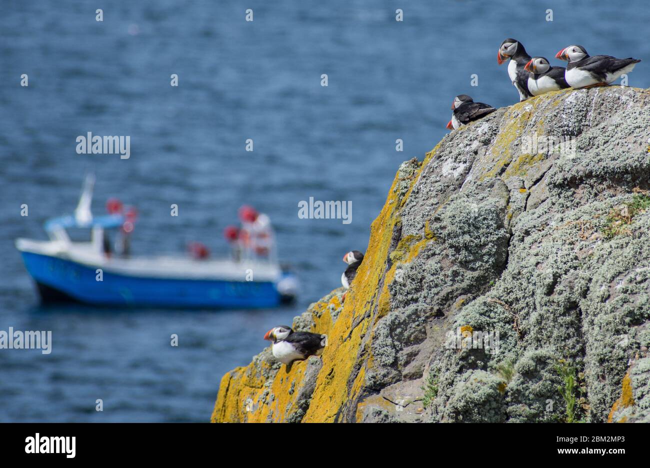 Puffins on the Isle of May, Fife, Scotland Stock Photo - Alamy