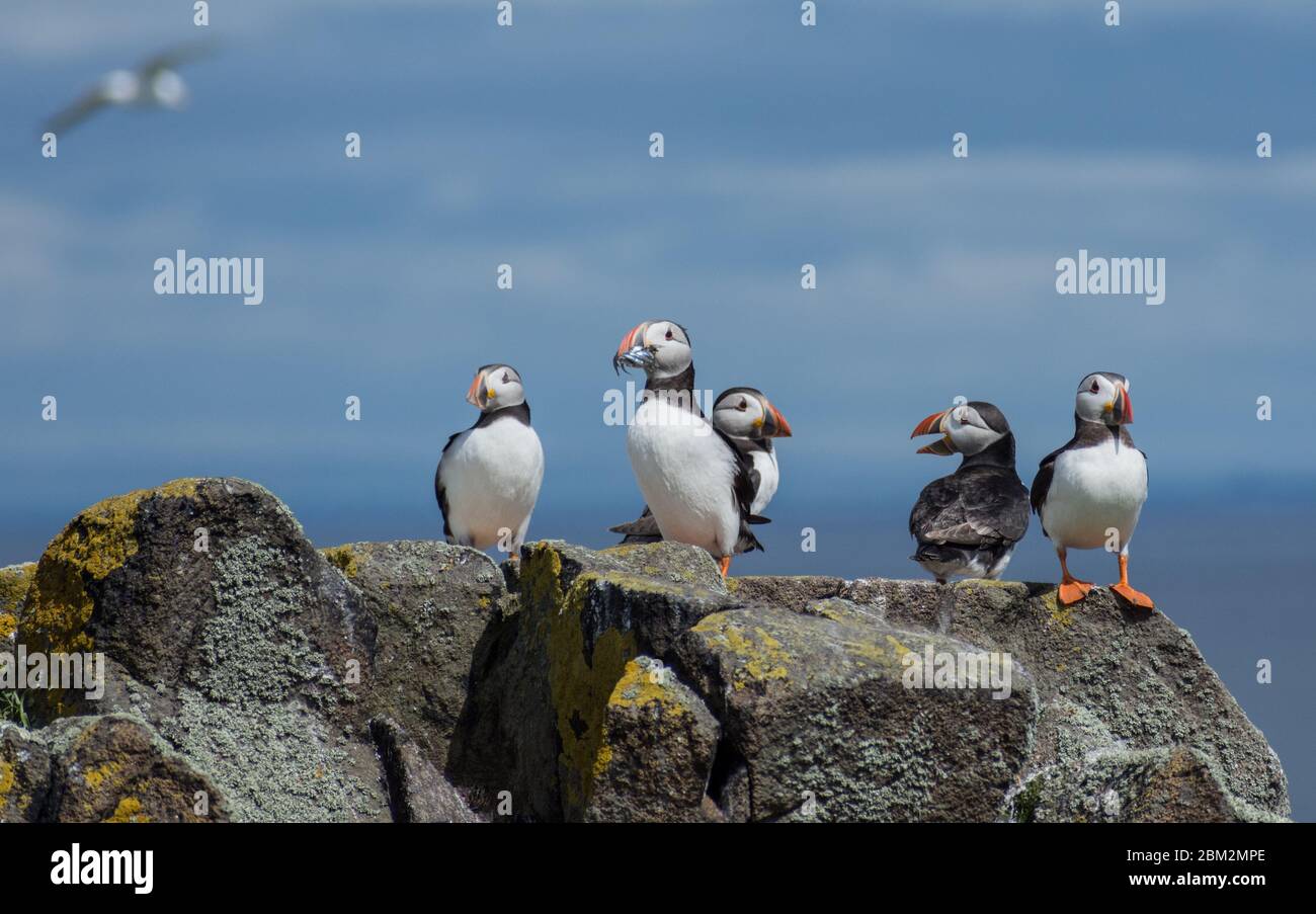 Puffins on the Isle of May, Fife, Scotland Stock Photo - Alamy