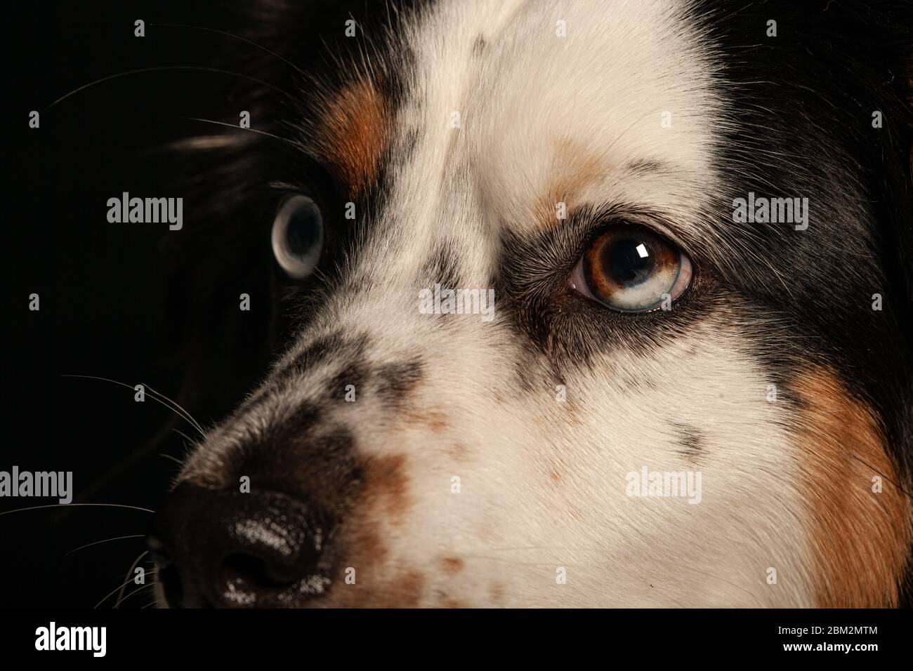 Dog pupil eye hi-res stock photography and images - Alamy