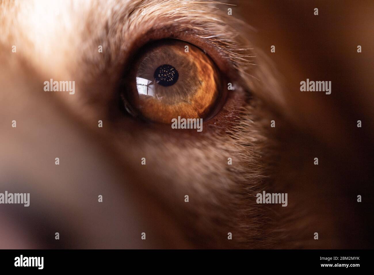 Dog pupil eye hi-res stock photography and images - Alamy