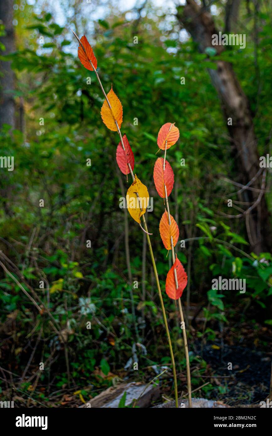 Small stick hi-res stock photography and images - Alamy