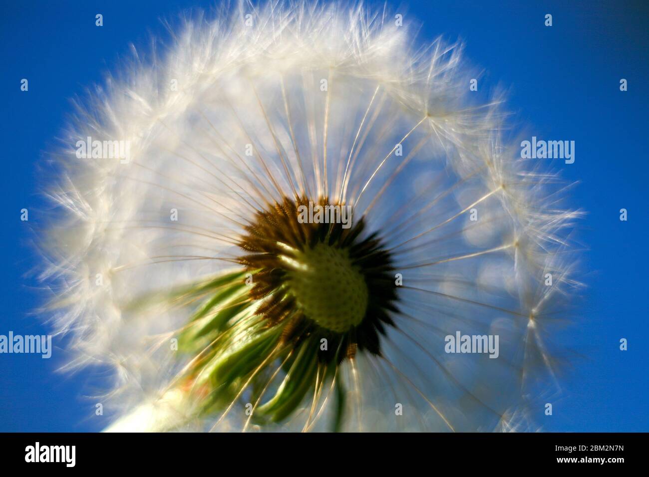 Dandelion blowball hi-res stock photography and images - Alamy