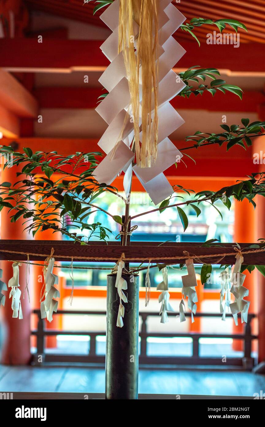 Camphor tree shinto hi-res stock photography and images - Alamy