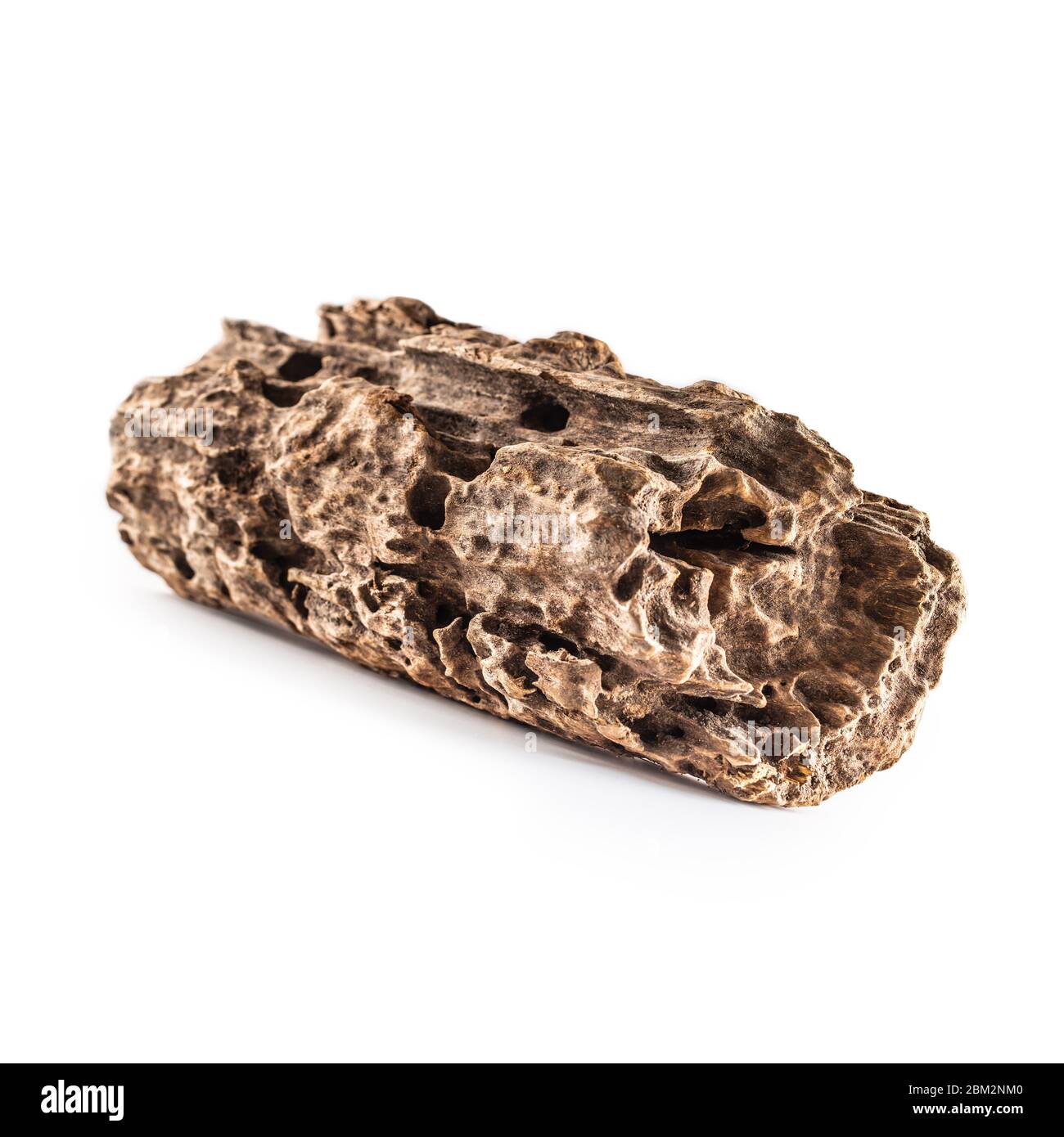 Swamp roots Cut Out Stock Images & Pictures - Alamy