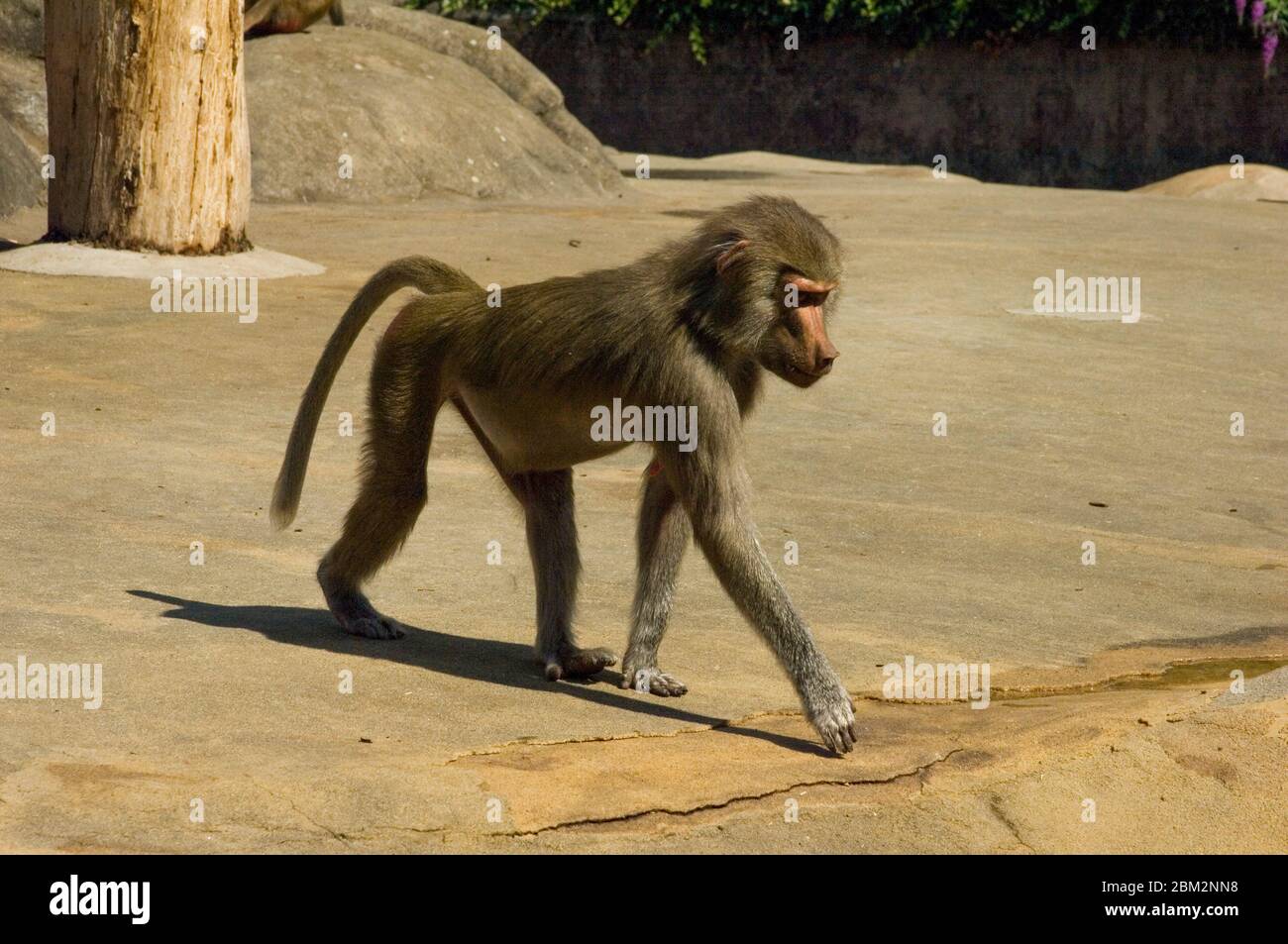 human apes close up in zoo Stock Photo - Alamy