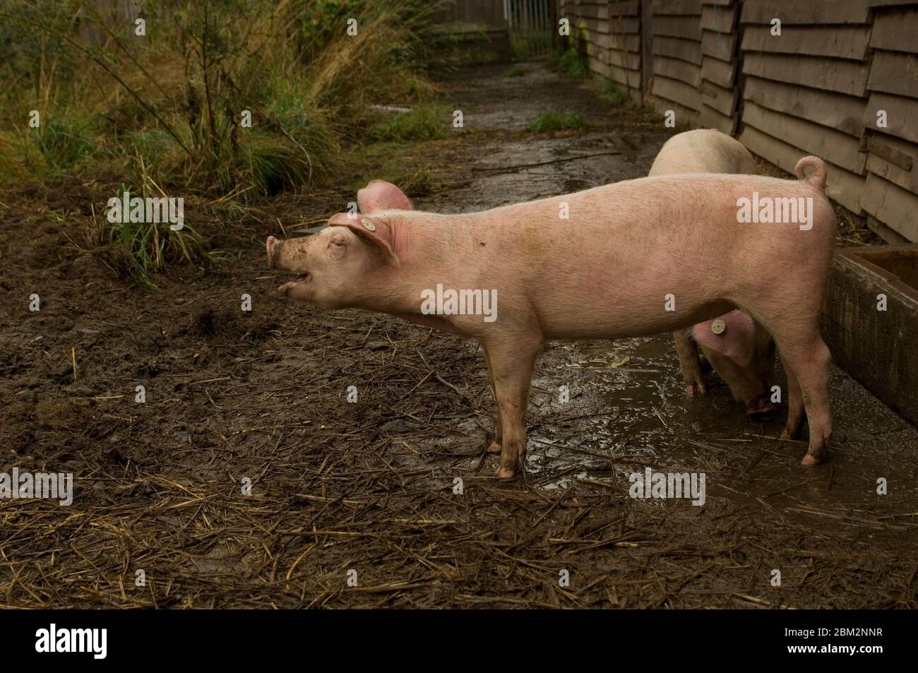 domestic dirty pig Stock Photo - Alamy