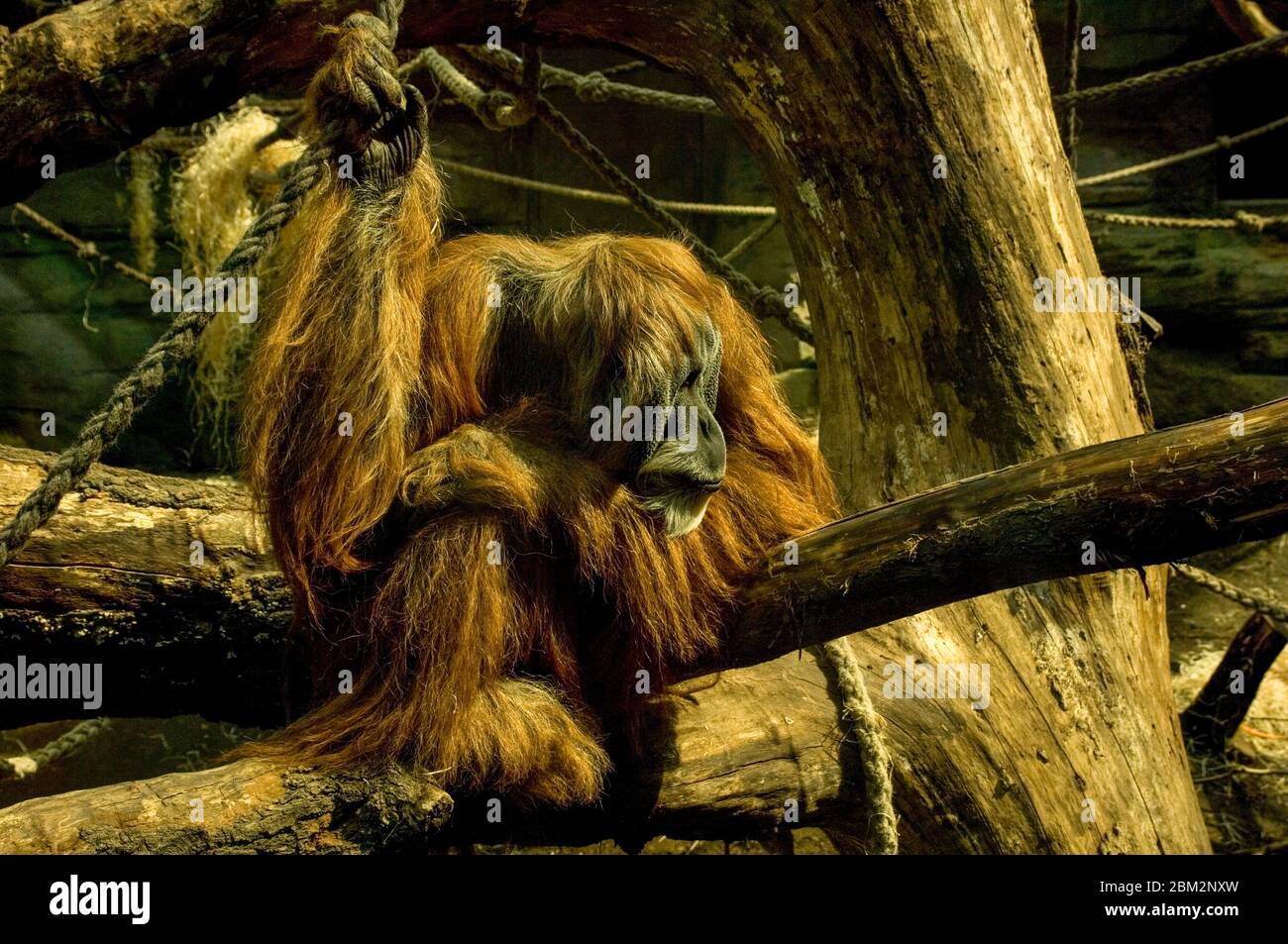 human apes close up in zoo Stock Photo - Alamy