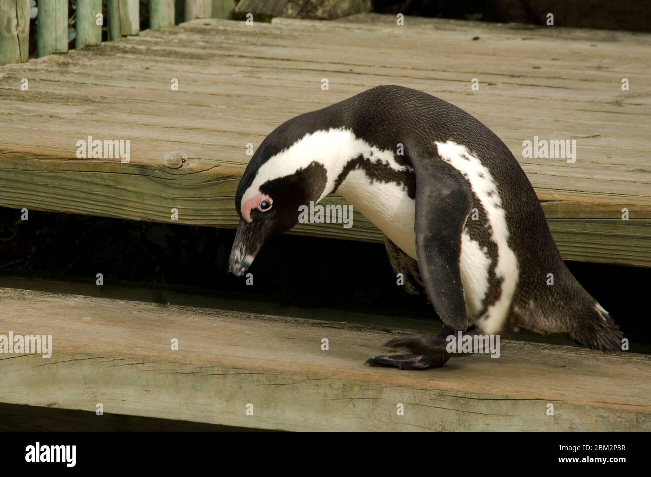Most aggressive penguin hi-res stock photography and images - Alamy