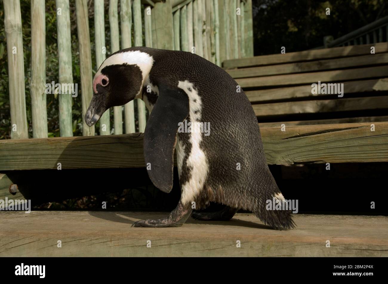 Striped penguin hi-res stock photography and images - Alamy