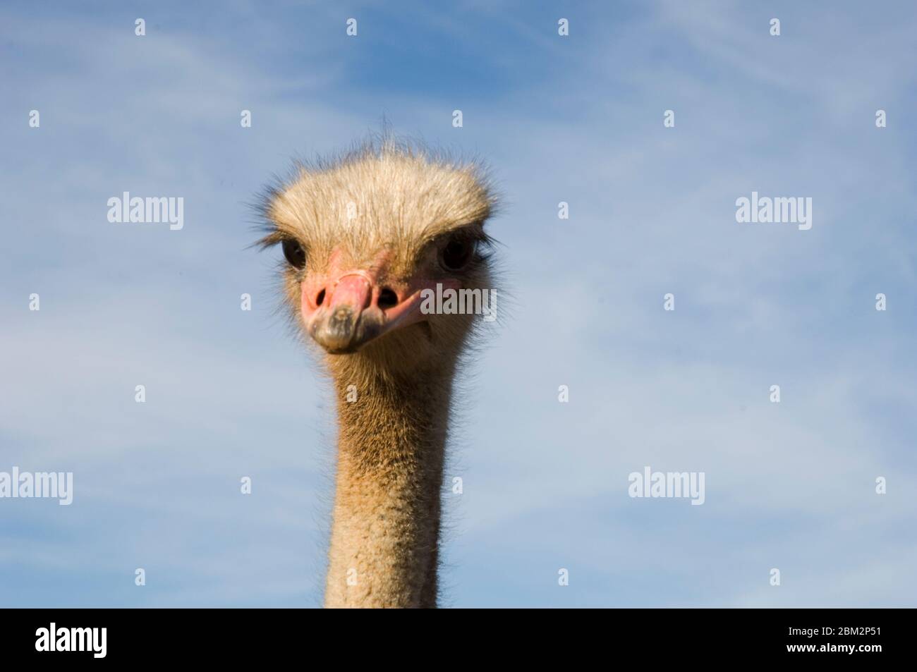 ostrich portrait close up Stock Photo - Alamy