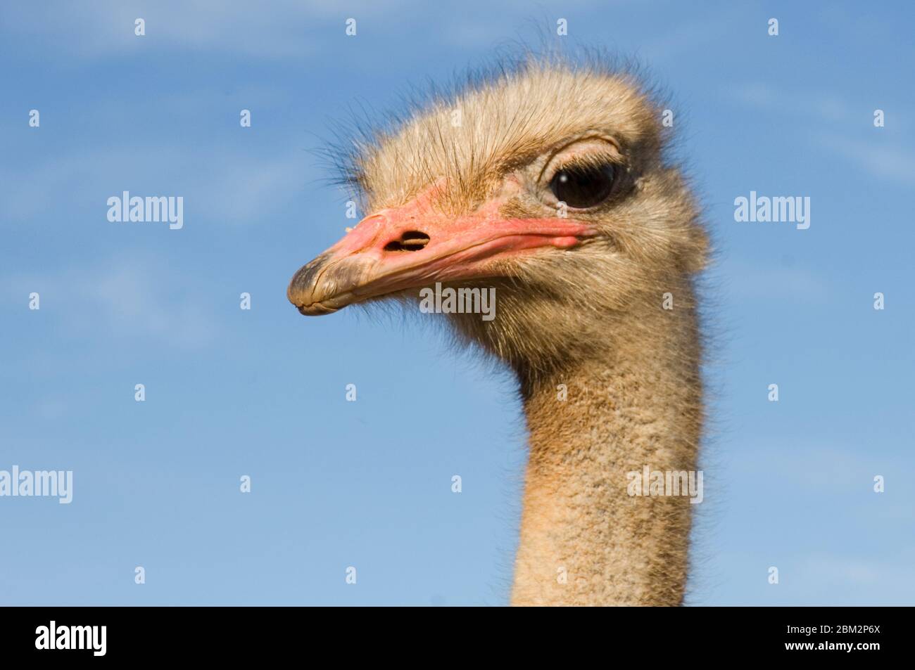 Fat ostrich hi-res stock photography and images - Alamy
