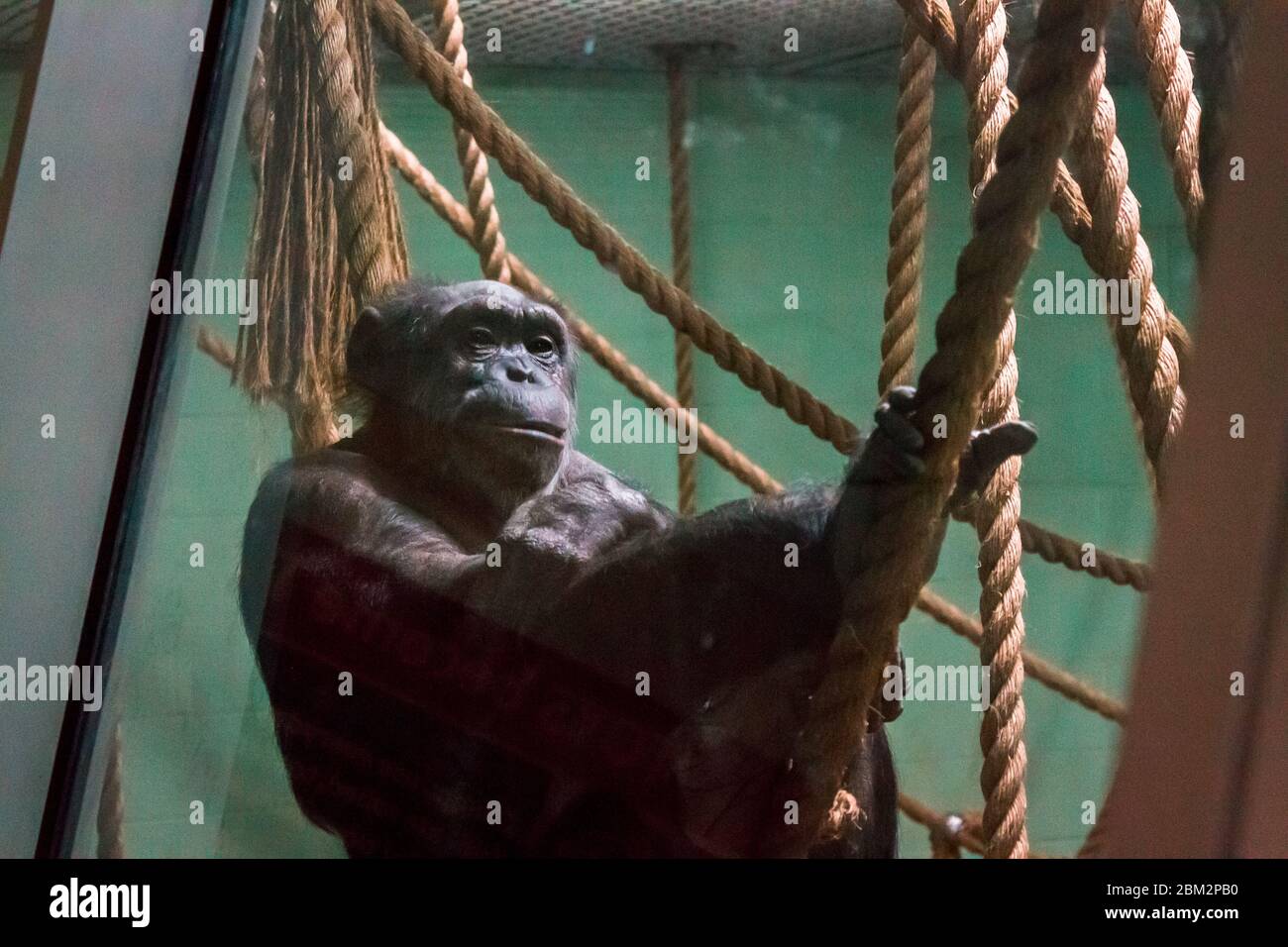 Chimp enclosure zoo hi-res stock photography and images - Alamy