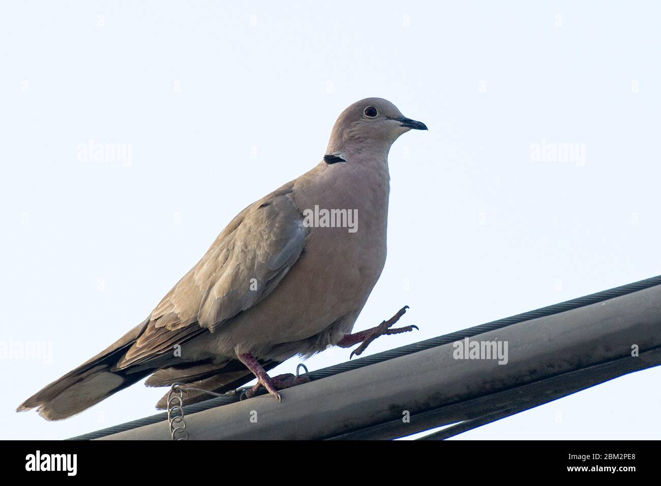 Caserta, Italy 06 May 2020, Italian collared dove in the wild. Credit ...