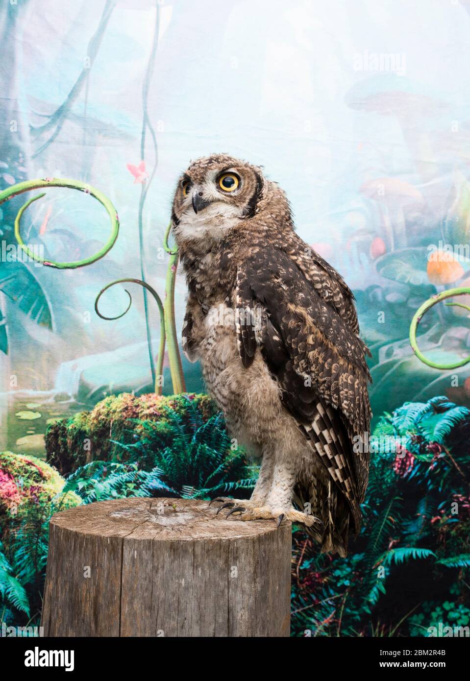 studio shooting on african owl look the camera stand up in the tree ...