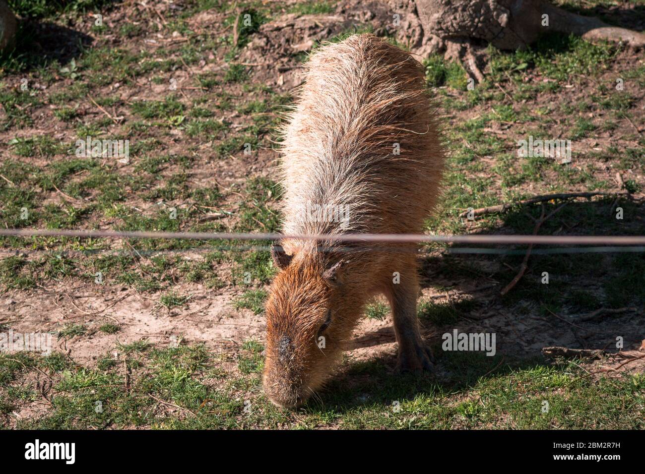 Capybara Grazing High Resolution Stock Photography and Images - Alamy
