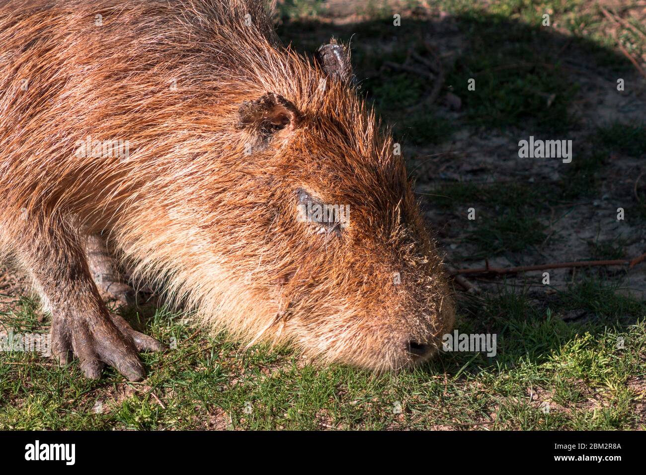 Capybara Grazing High Resolution Stock Photography and Images - Alamy