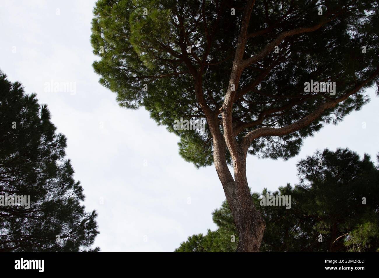 Treetops of stone pines (Pinus pinea Stock Photo - Alamy